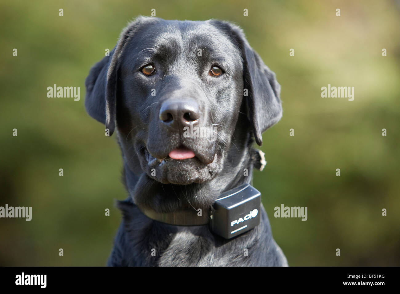 Black labrador wearing collar hi-res stock photography and images - Alamy