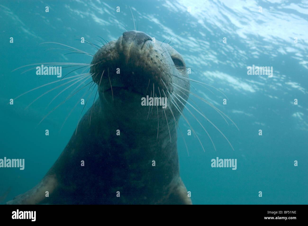 Grey Seal Halichoerus grypus underwater Stock Photo - Alamy