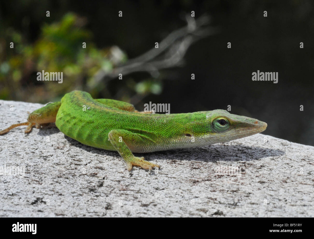 Green anole anolis carolinensis hi-res stock photography and images - Alamy