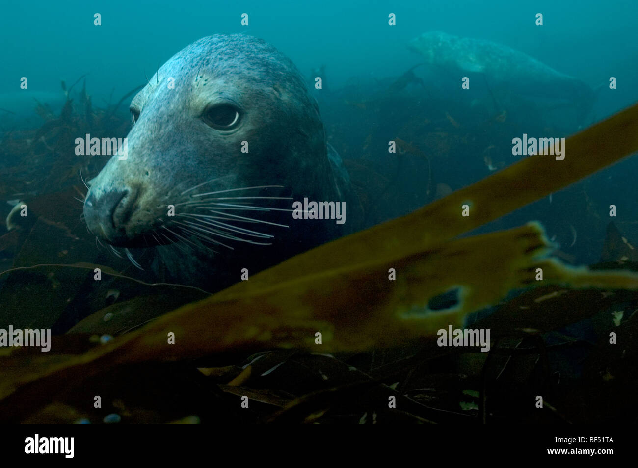 Grey Seal Halichoerus grypus underwater Stock Photo - Alamy