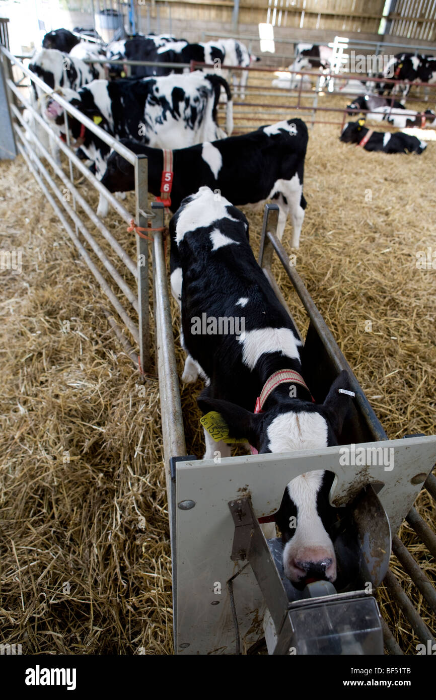 Rose veal calf in a barn with straw on a R.S.P.C.A. Freedom Foods ...