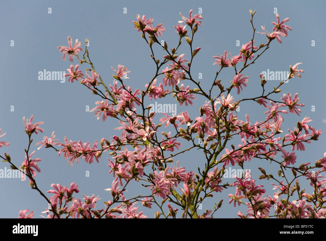 Magnolia x loebneri 'Leonard messel' Stock Photo - Alamy
