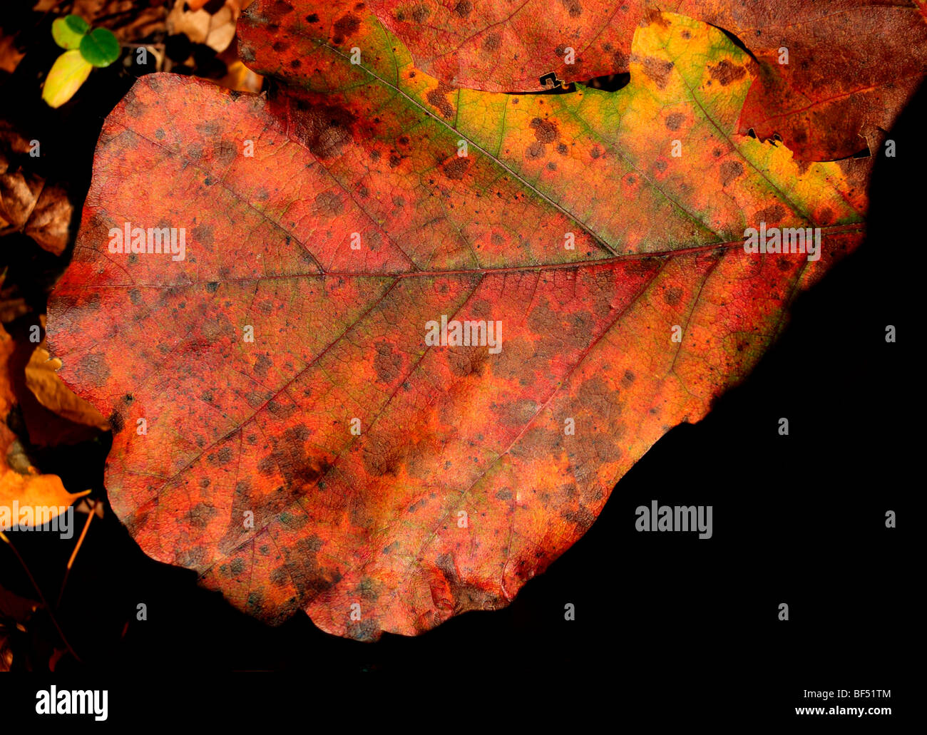 Leaves long hi-res stock photography and images - Alamy