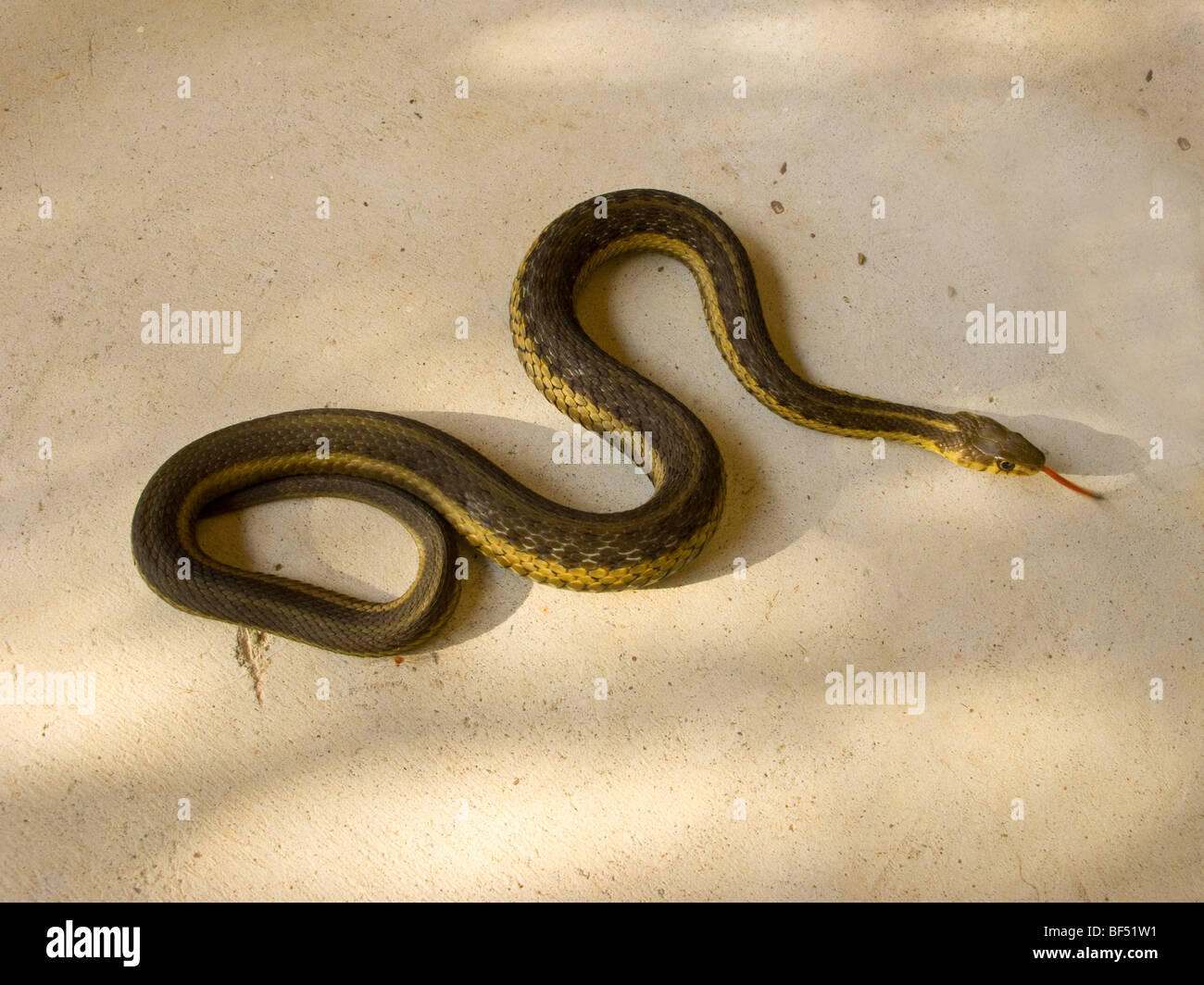 Garter snake on concrete patio Stock Photo - Alamy