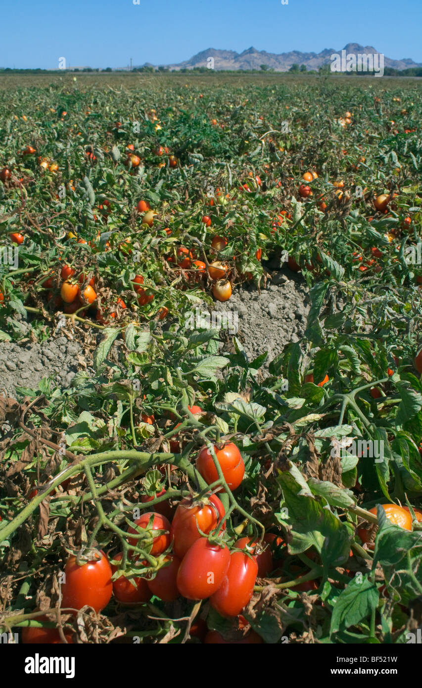Agriculture maturing processing tomato field hi-res stock photography ...