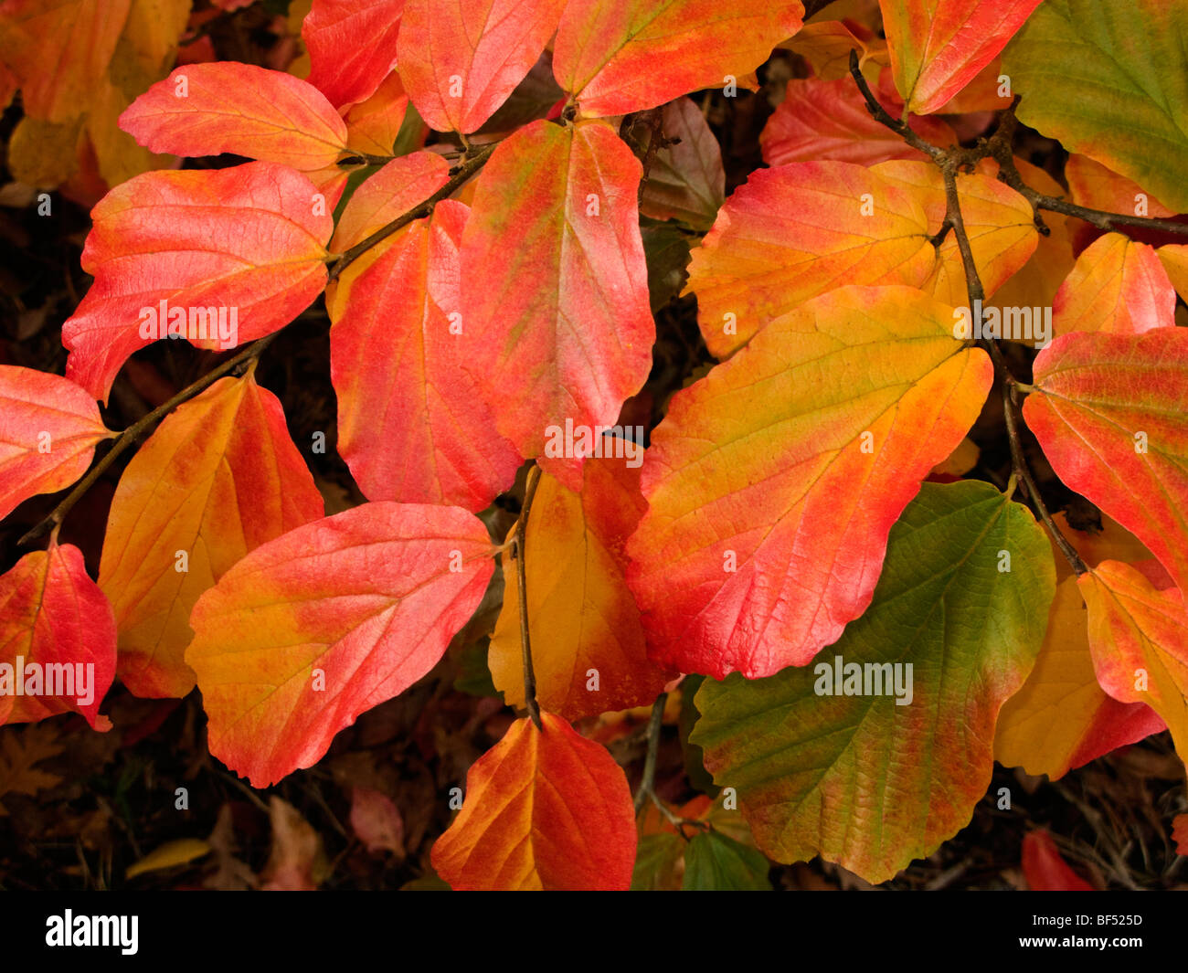 Autumn in bournemouth hi-res stock photography and images - Alamy