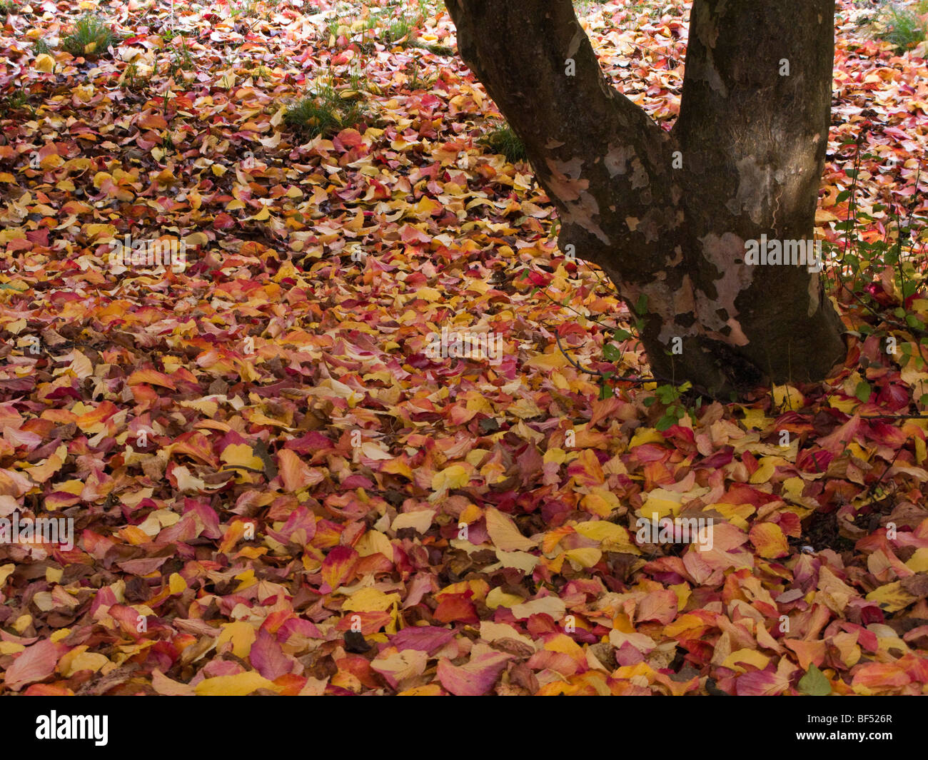 Fallen Leaves under Tree in Upper Gardens, Bournemouth, Dorset, UK ...
