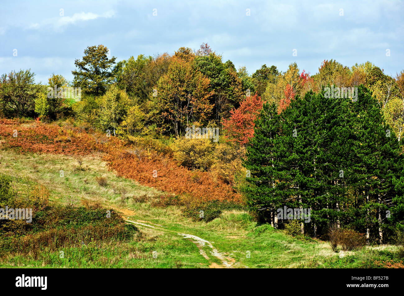 Coniferous broad leaved mixed forest hi-res stock photography and ...