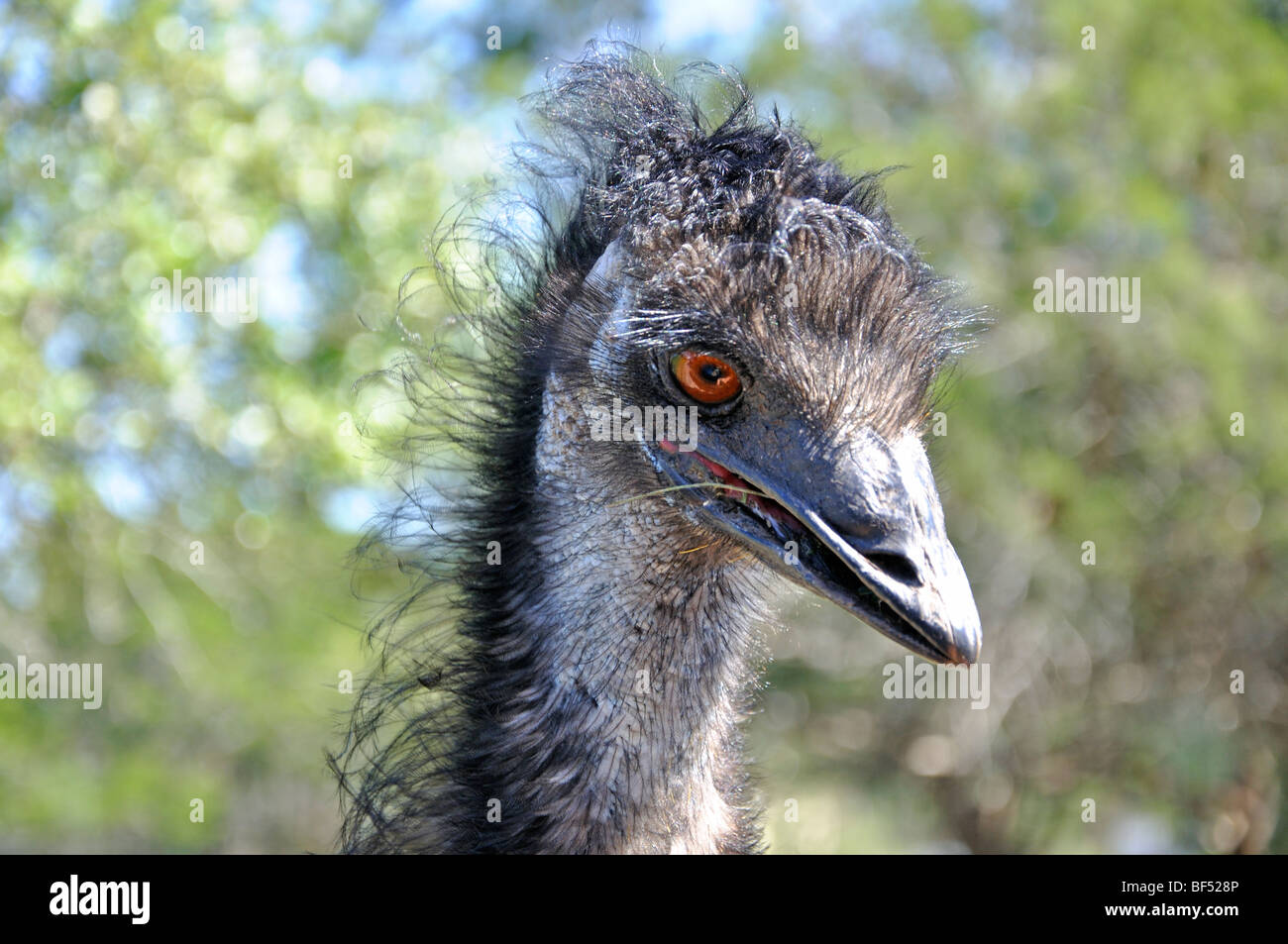 Bird with red eyes hi-res stock photography and images - Alamy