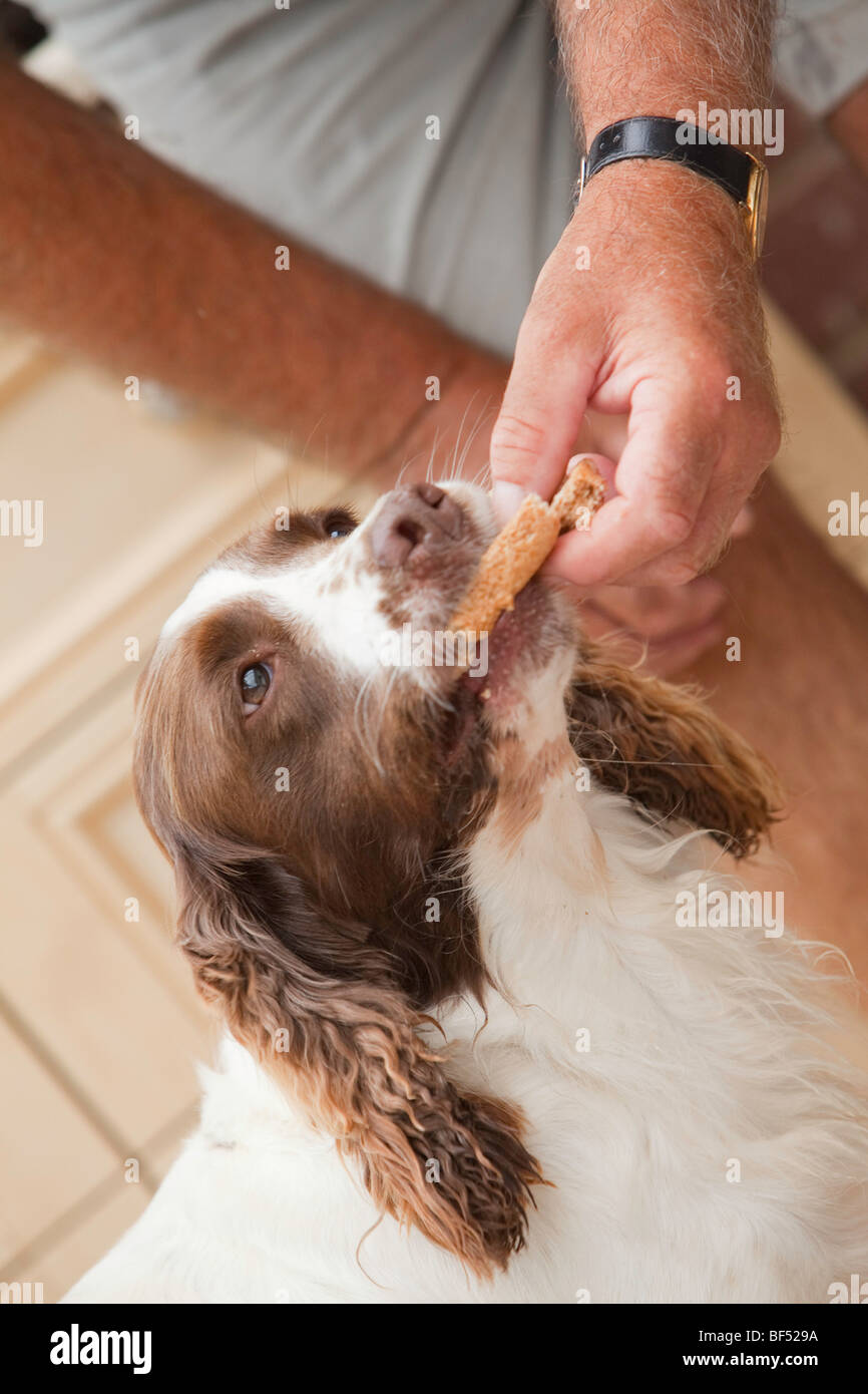 Dog bread hi-res stock photography and images - Alamy