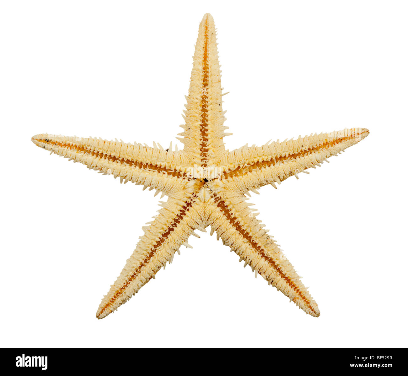 Starfish on isolated on a white background Stock Photo - Alamy