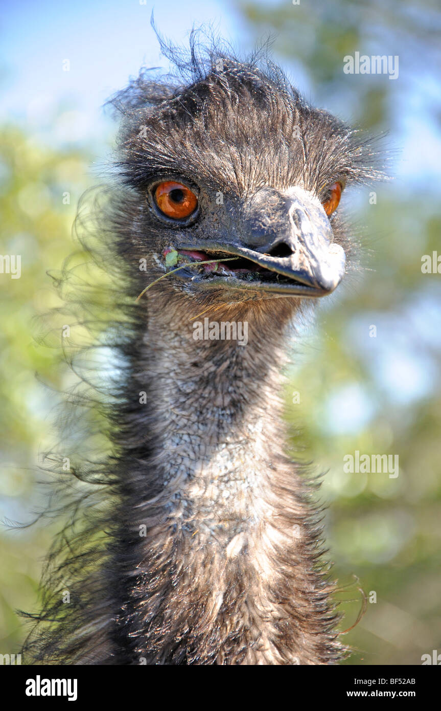Bird red eyes hi-res stock photography and images - Alamy