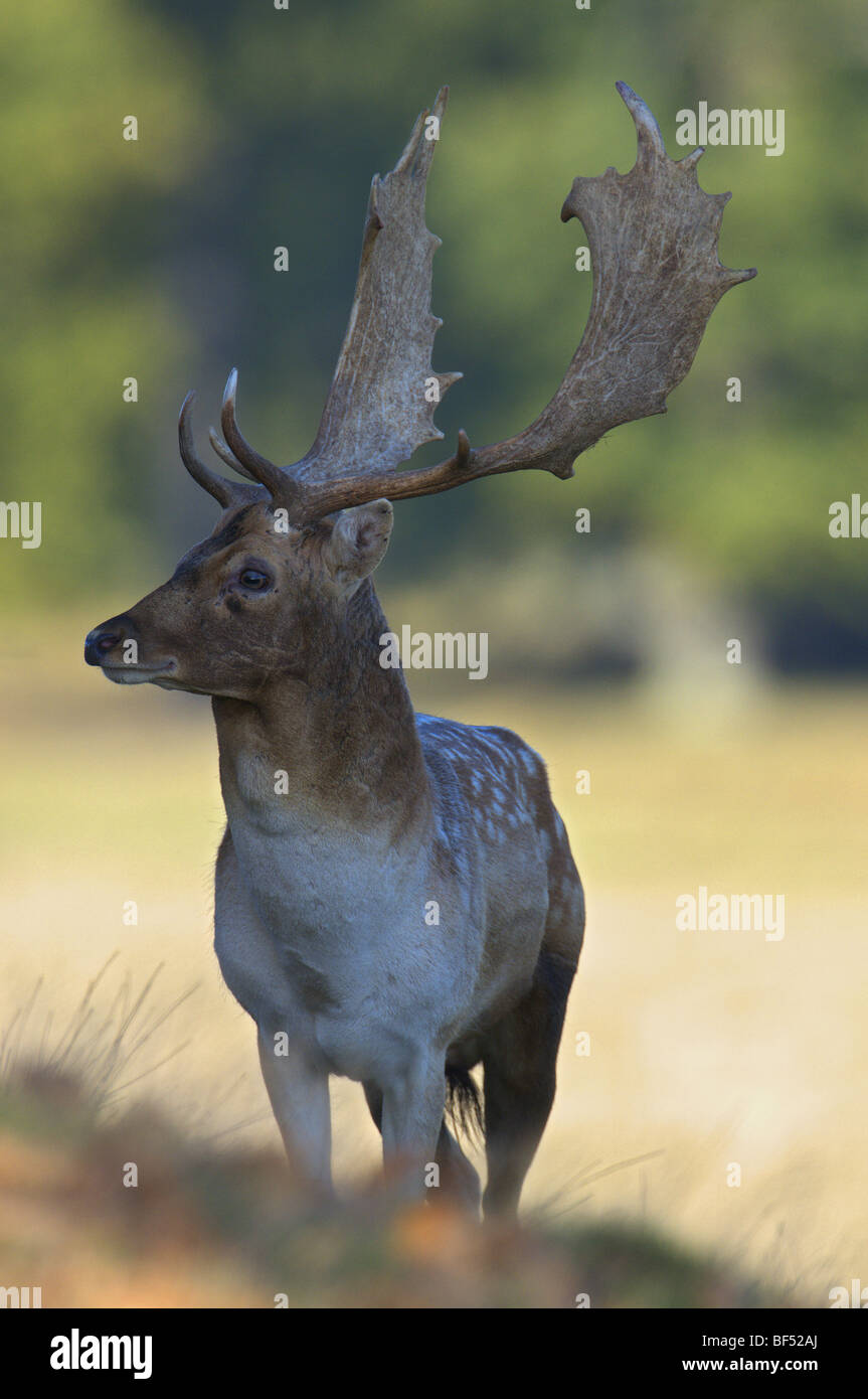 Adult male deer hi-res stock photography and images - Alamy