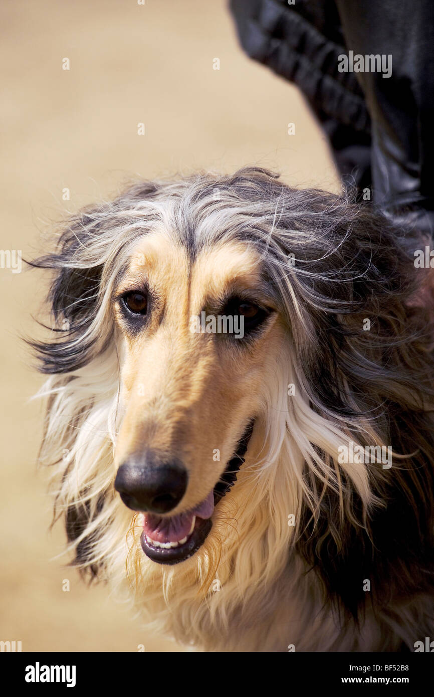 Afghan Hound, Beijing, China Stock Photo - Alamy