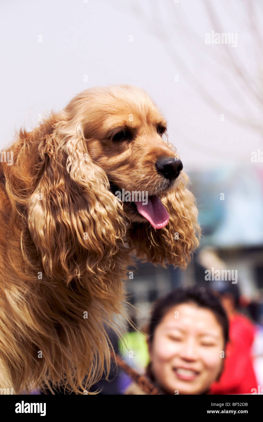 Cocker Spaniel shown in a dog competition, Beijing, China Stock Photo ...