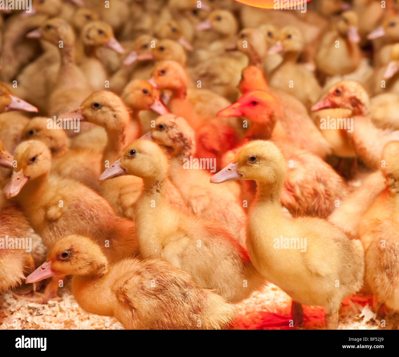 Duck farms, Eastern Iceland Stock Photo - Alamy