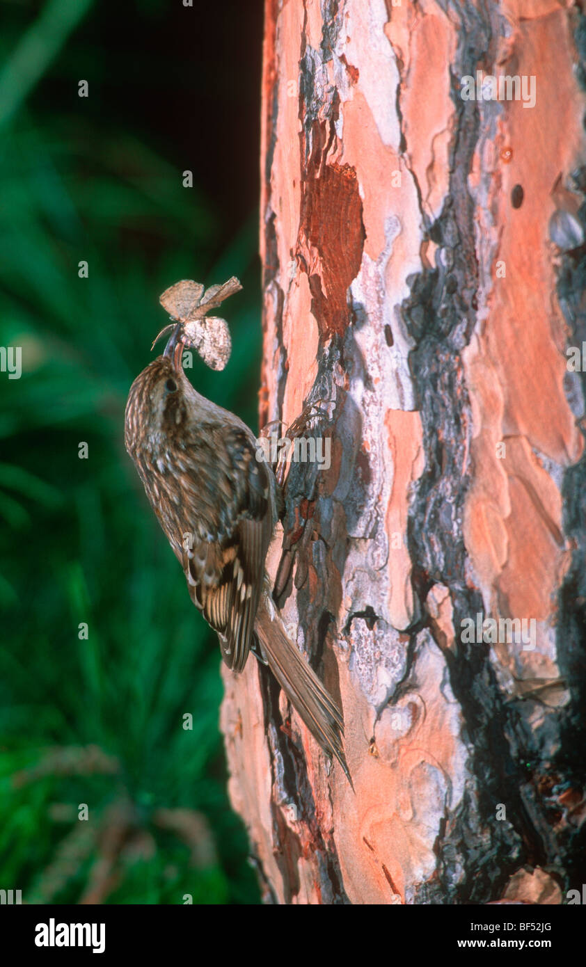 Short toed tree creepers High Resolution Stock Photography and Images ...