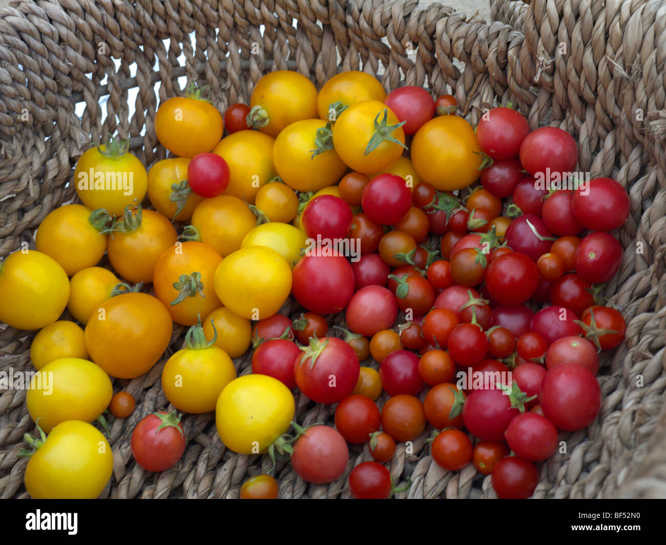Organically grown tomatoes in a seagrass basket Stock Photo - Alamy