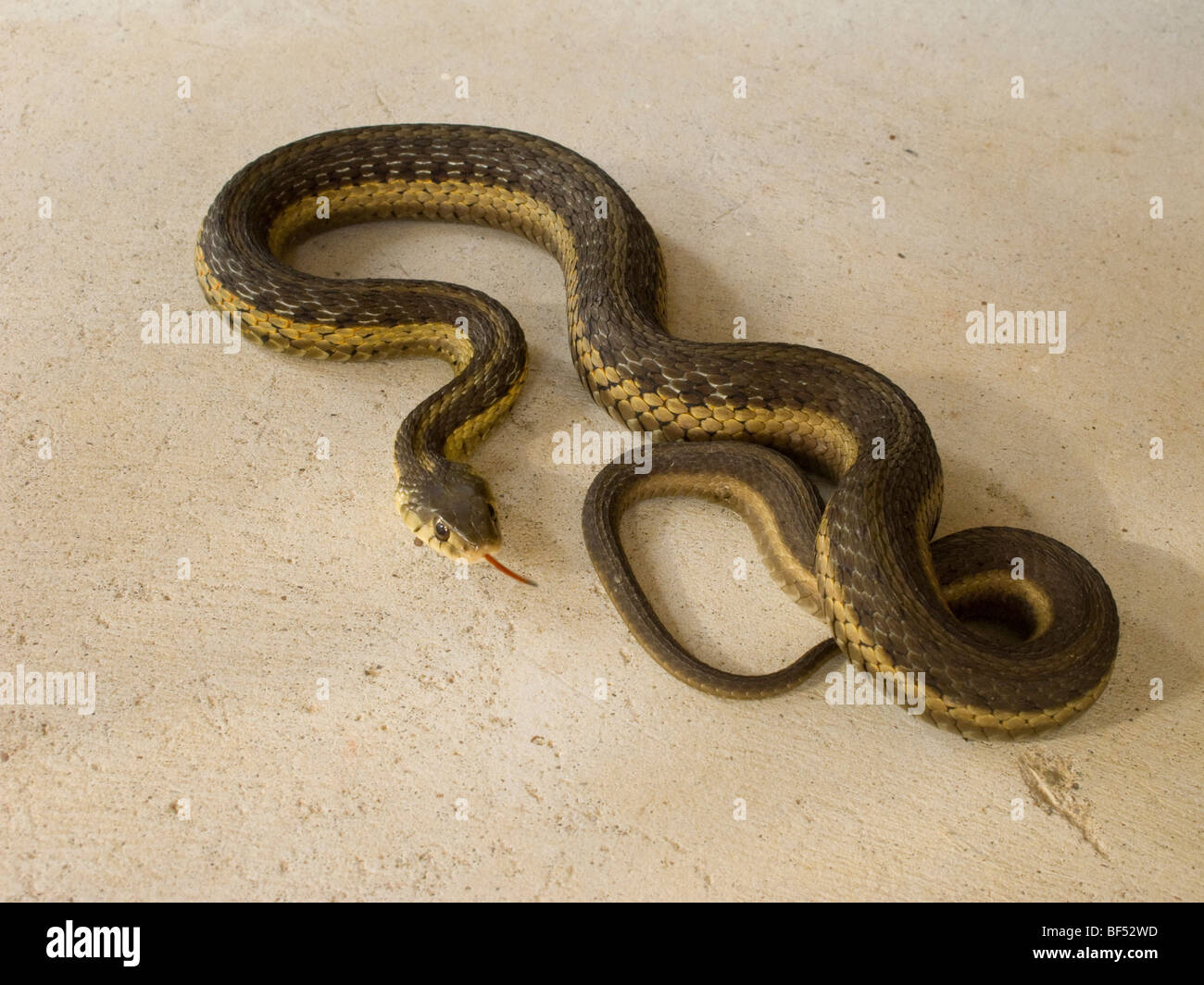 Garner Snake Fully Extended