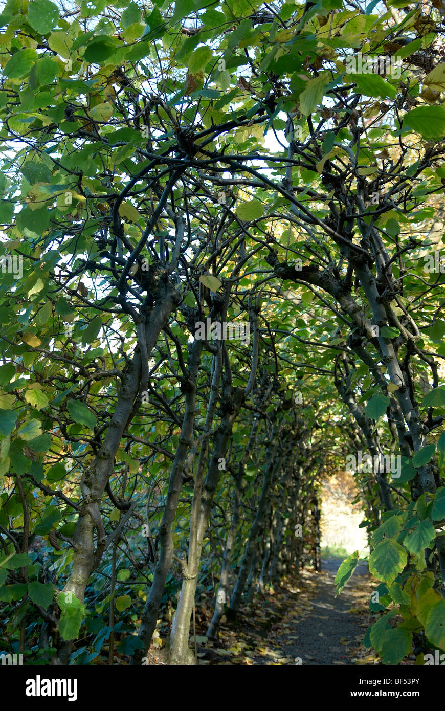 Hazel structure hi-res stock photography and images - Alamy