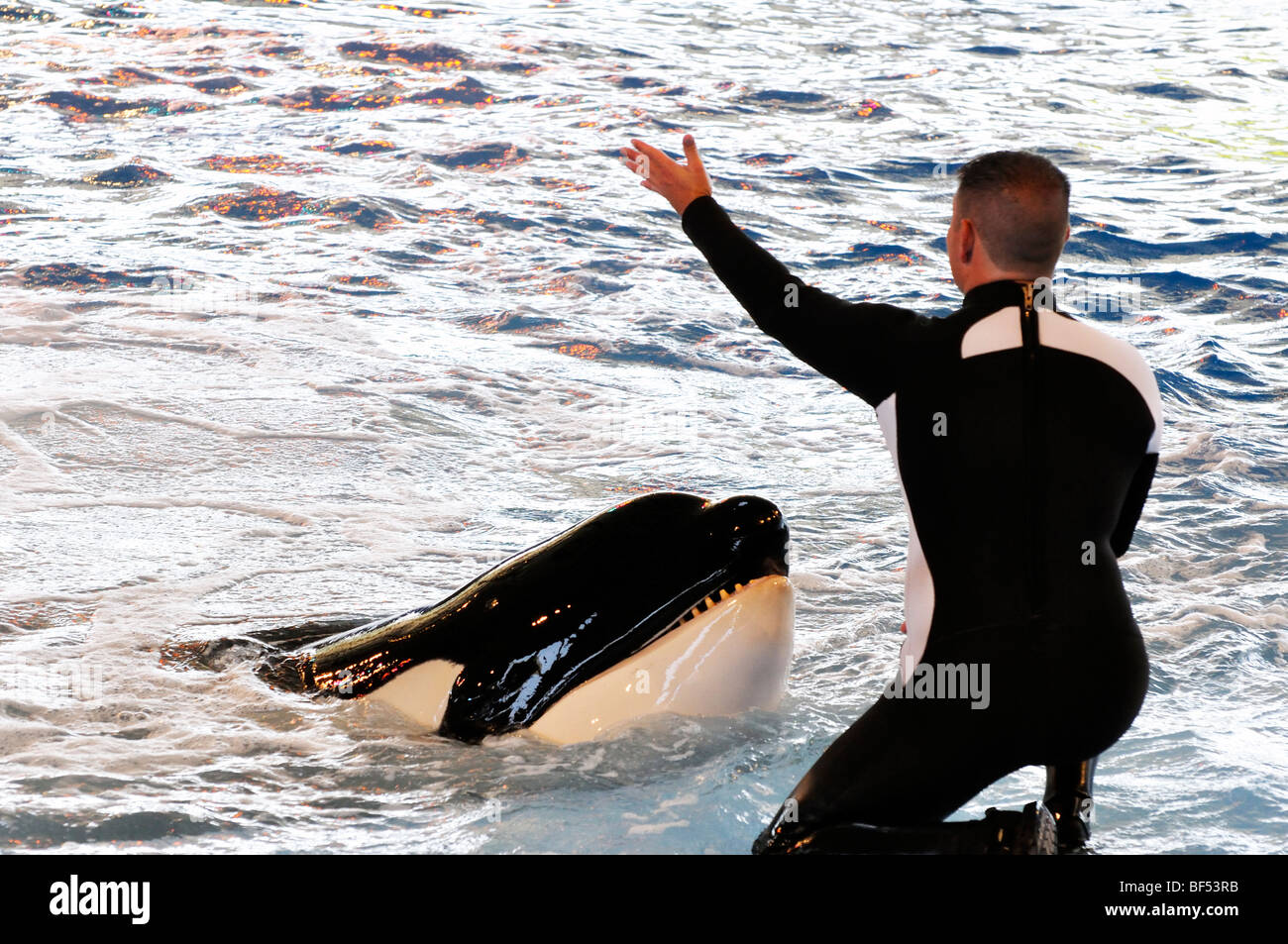Killer whale show at SeaWorld, San Antonio, Texas - the largest ...