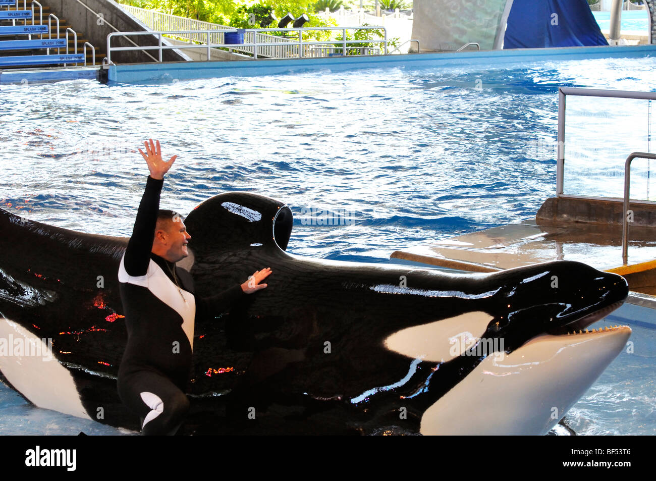 Killer whale show at SeaWorld, San Antonio, Texas - the largest ...