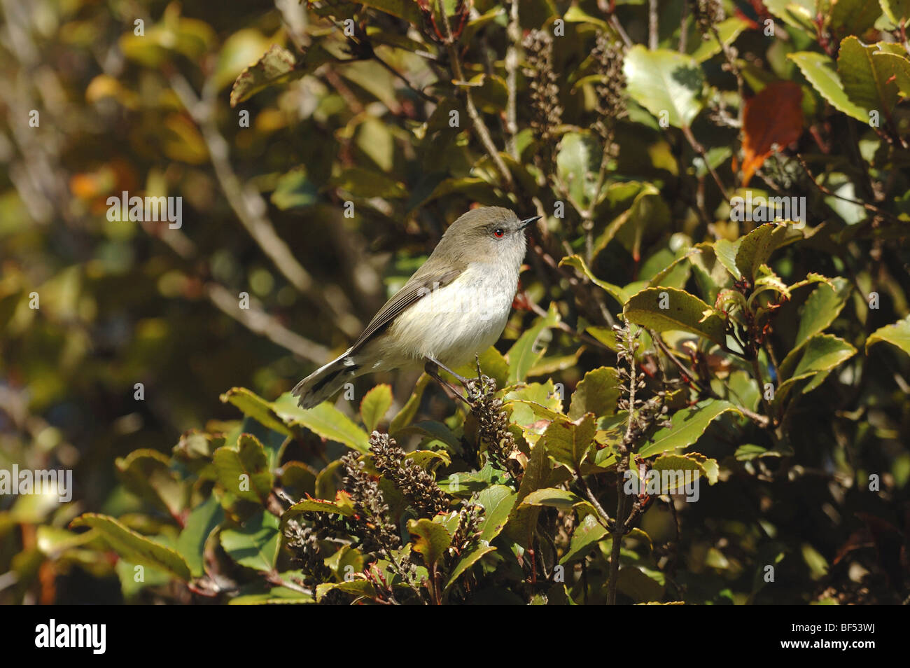 Igata gerygone hi-res stock photography and images - Alamy