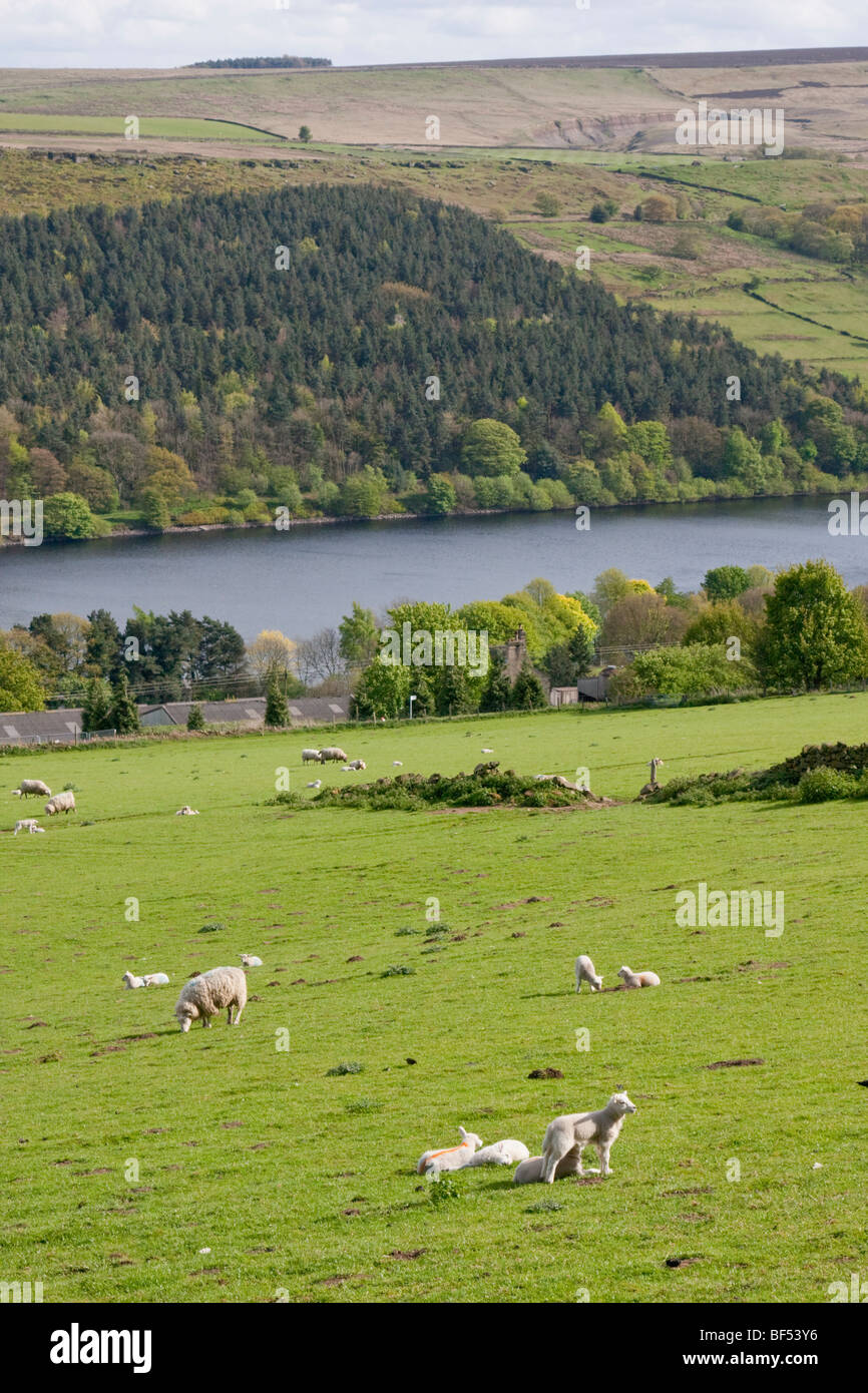 Broomhead Reservoir in the Peak District Stock Photo - Alamy