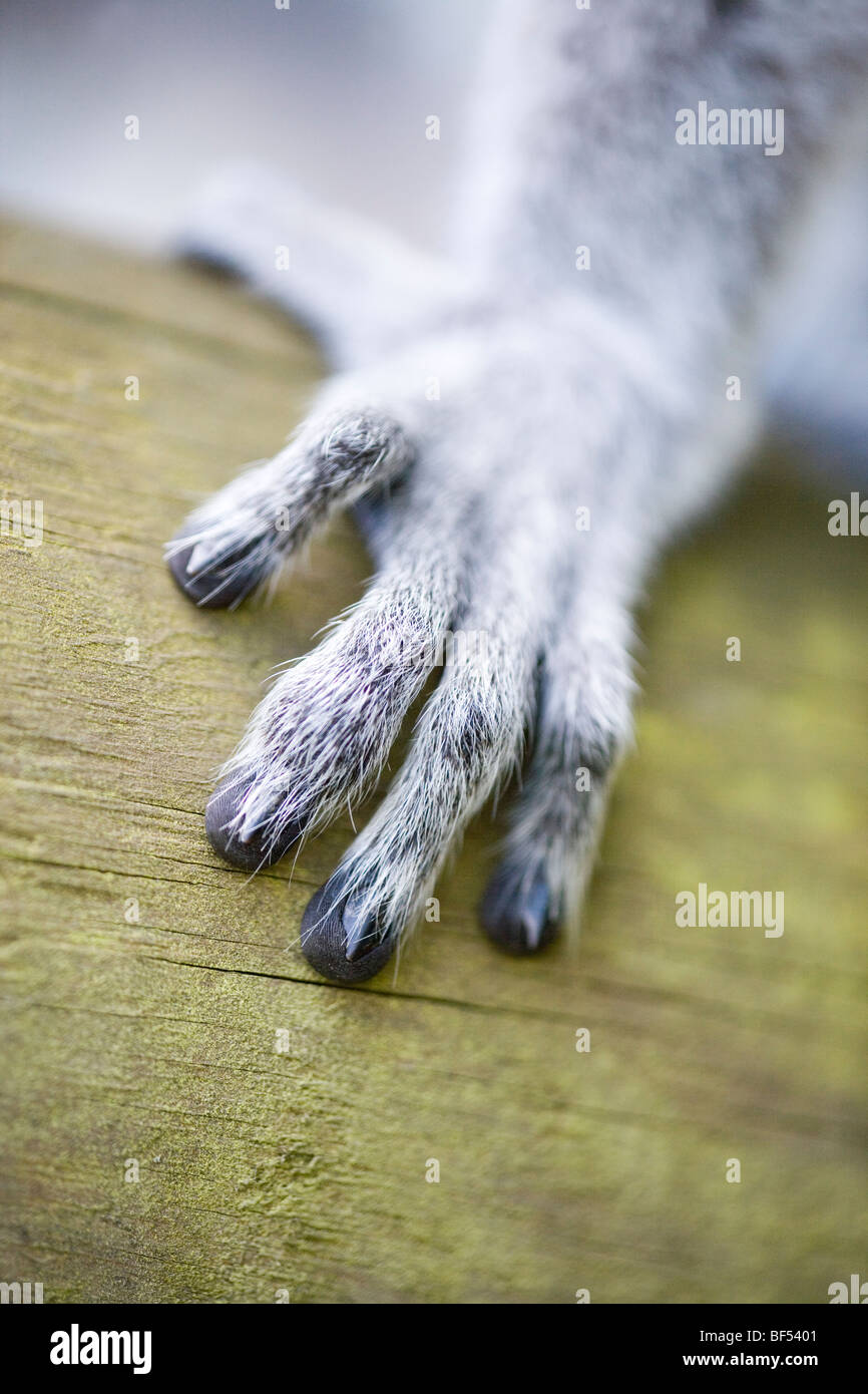 Ring-tailed Lemur (Lemur catta). Primate. Left fore-limb showing hand ...
