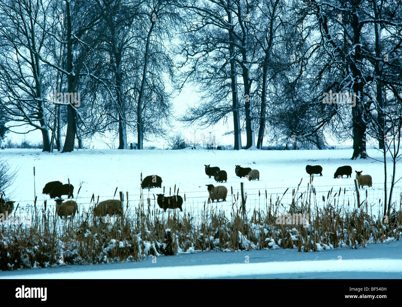 A snow covered 'Christmas Card' scene of trees in the winter landscape ...