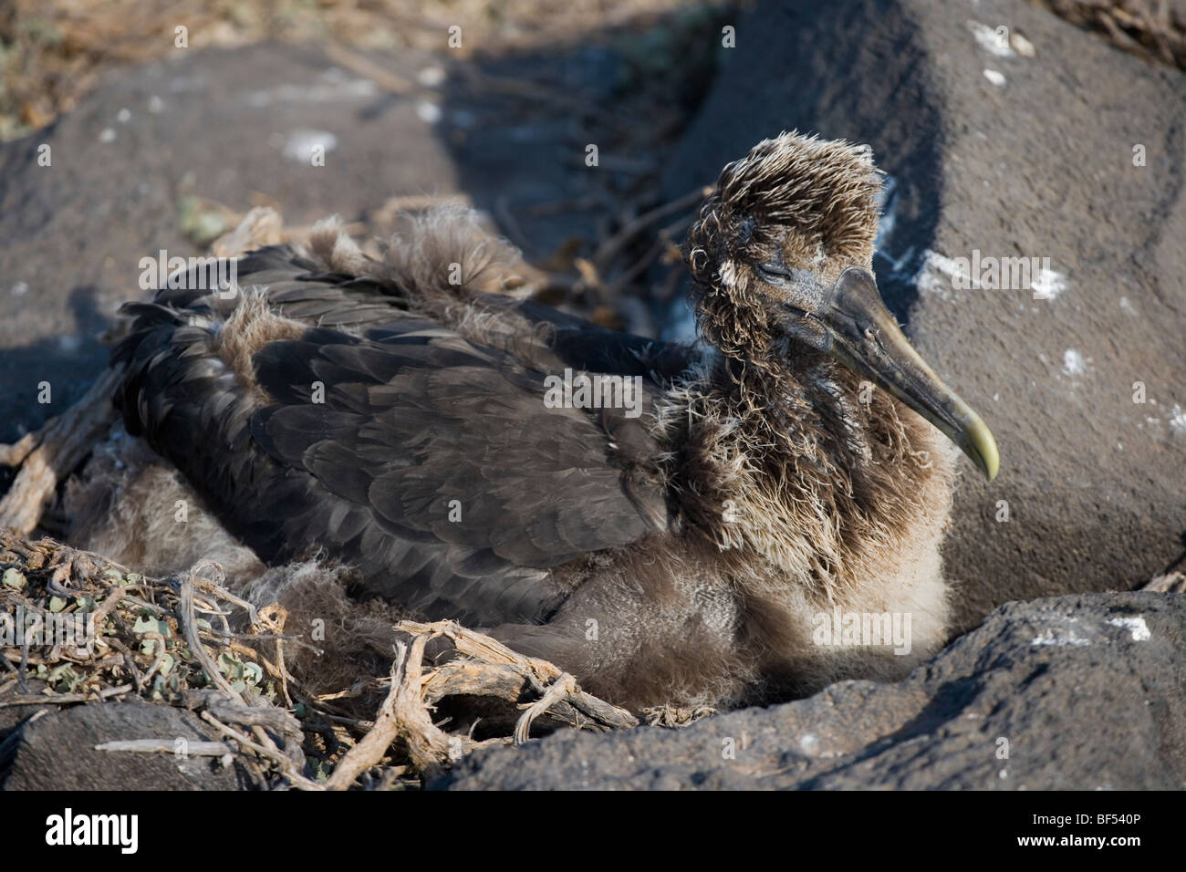 Baby albatross in nest , galapagos islands Stock Photo - Alamy