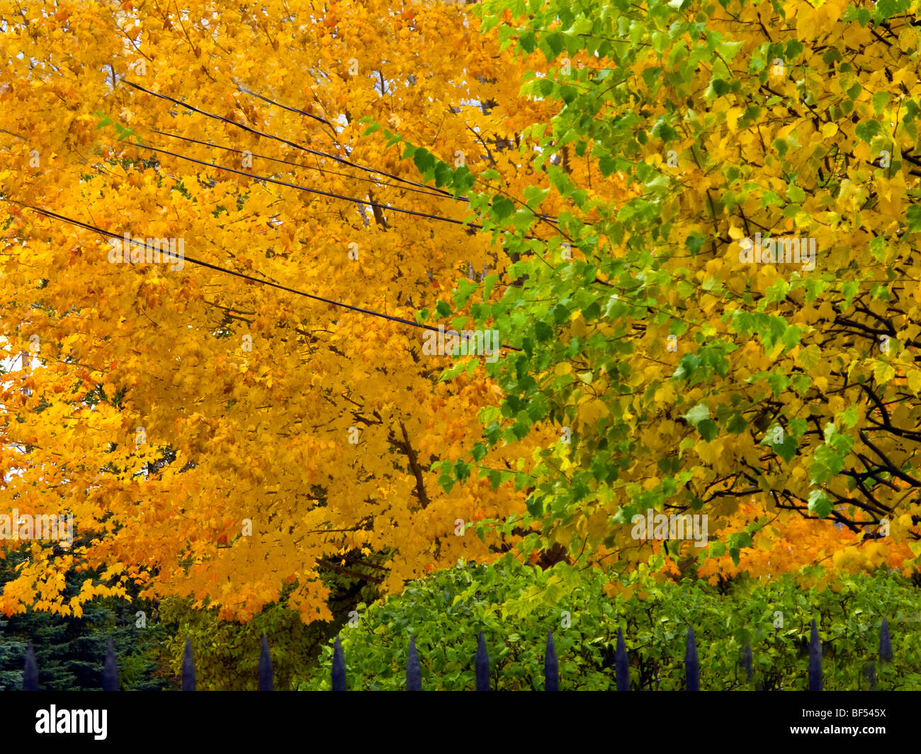 Foliage change colors hi-res stock photography and images - Alamy