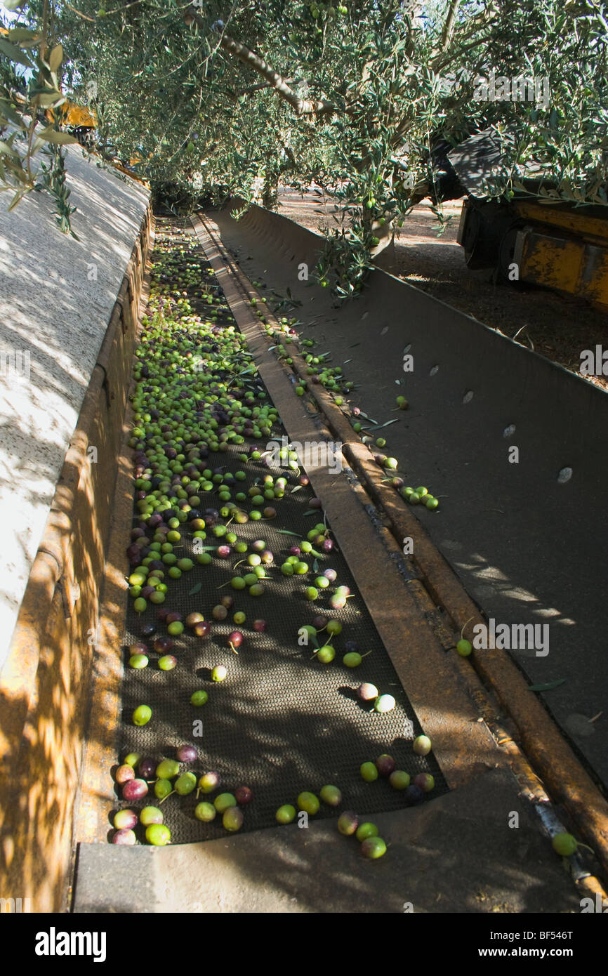 Olive Harvest High Resolution Stock Photography and Images - Alamy