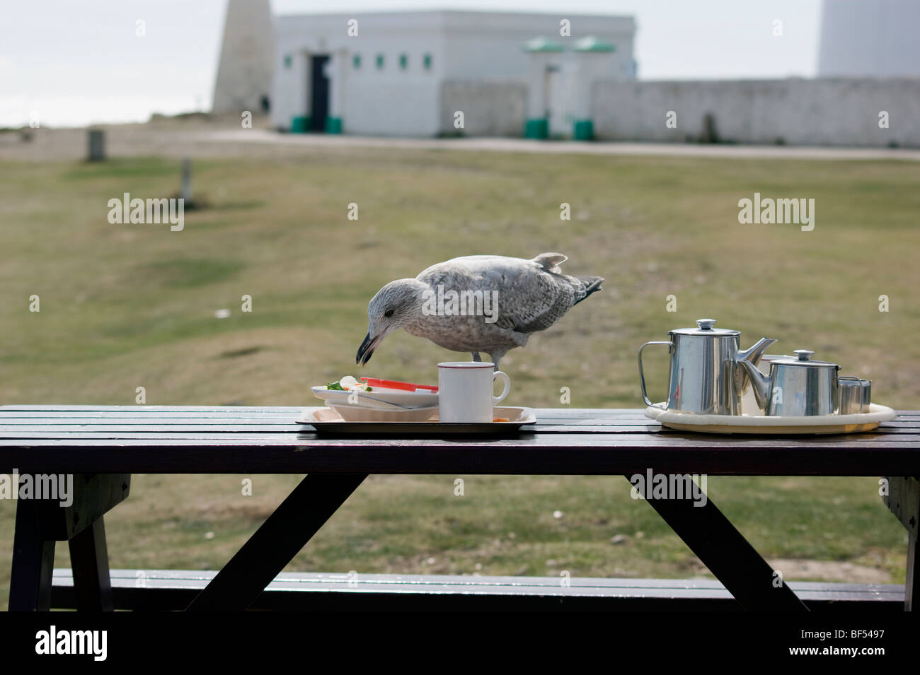 Seagulls stealing food hi-res stock photography and images - Alamy