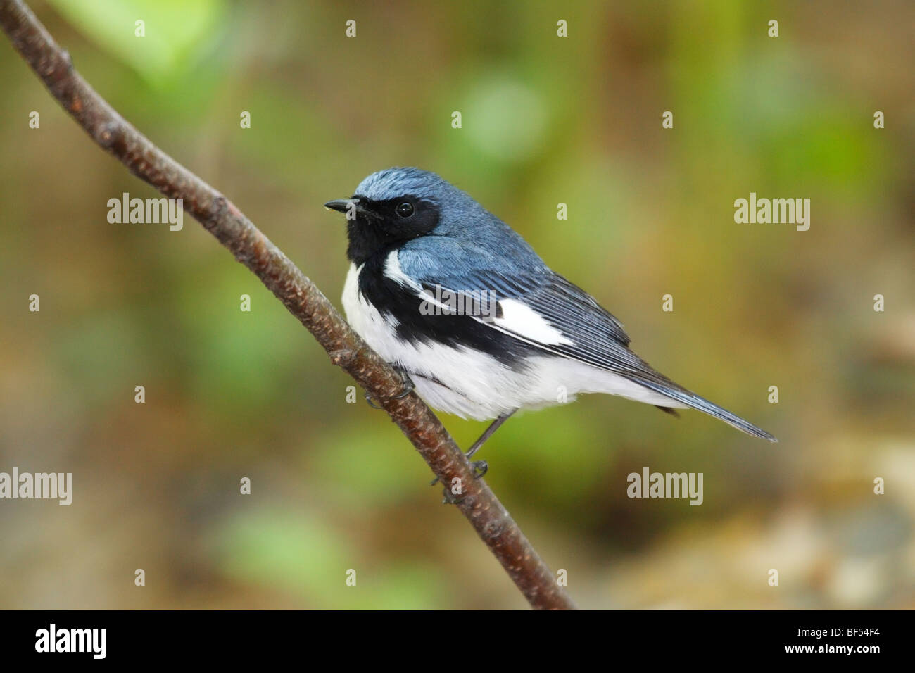 Black-throated Blue Warbler (Dendroica caerulescens caerulescens ...