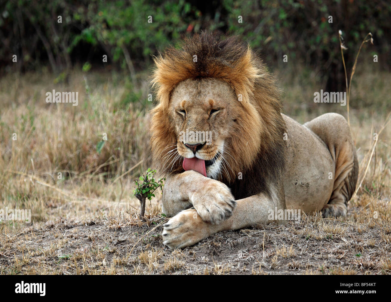 Lion (Panthera leo) preening itself Stock Photo - Alamy