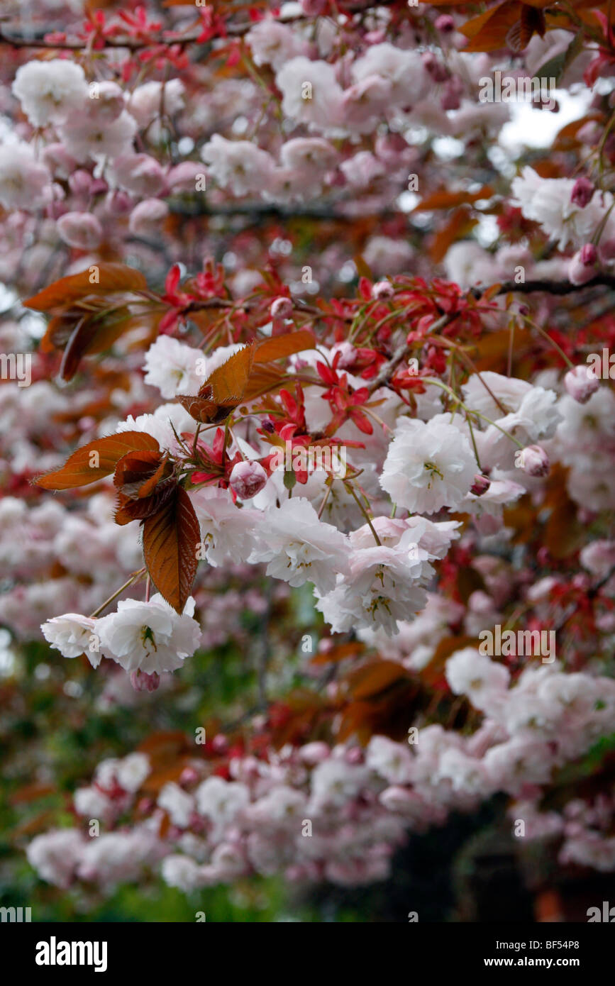 Prunus Shirofugen High Resolution Stock Photography and Images - Alamy