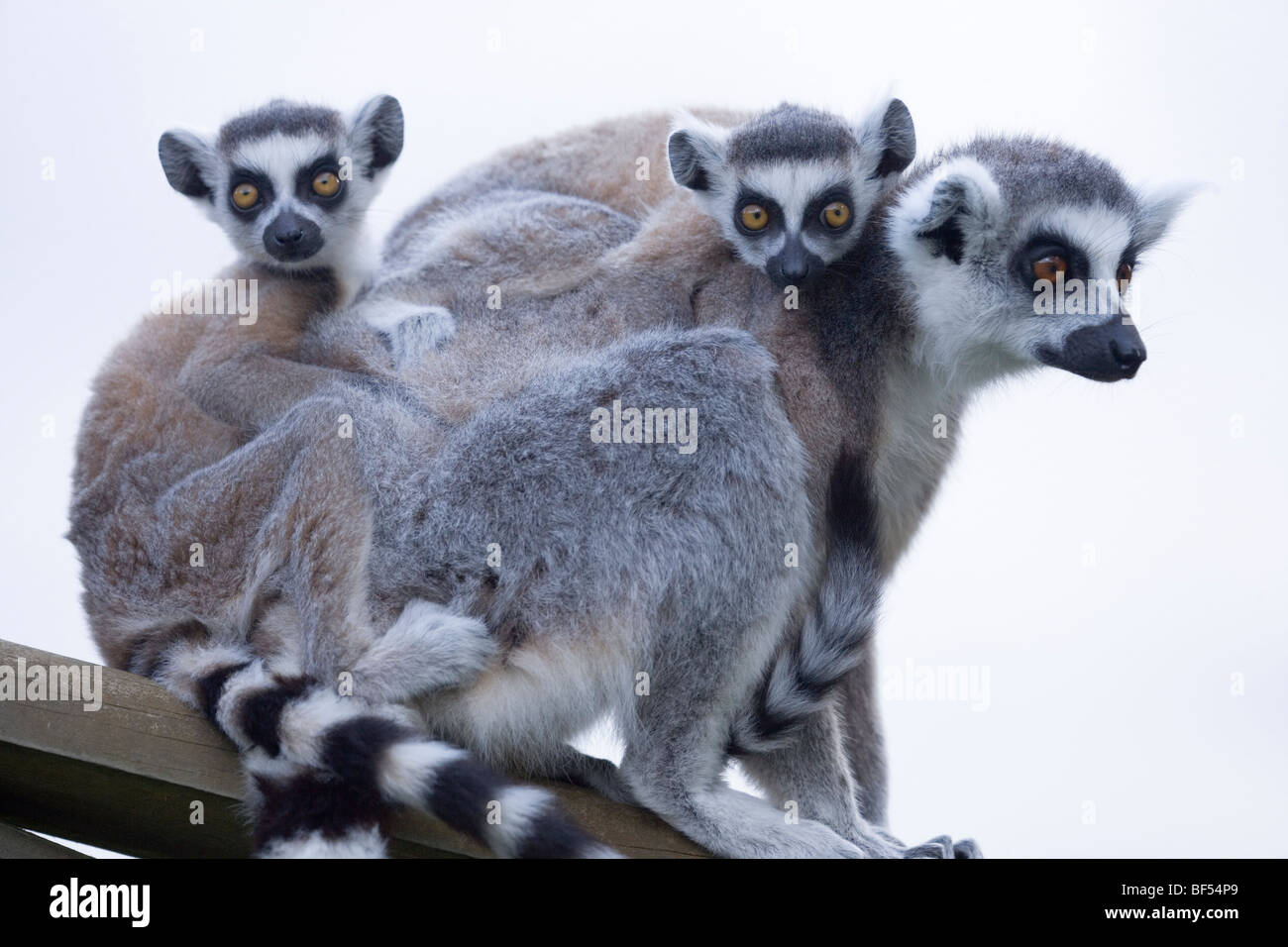 Ring-tailed Lemurs (Lemur catta). Female carrying twin babies Stock ...