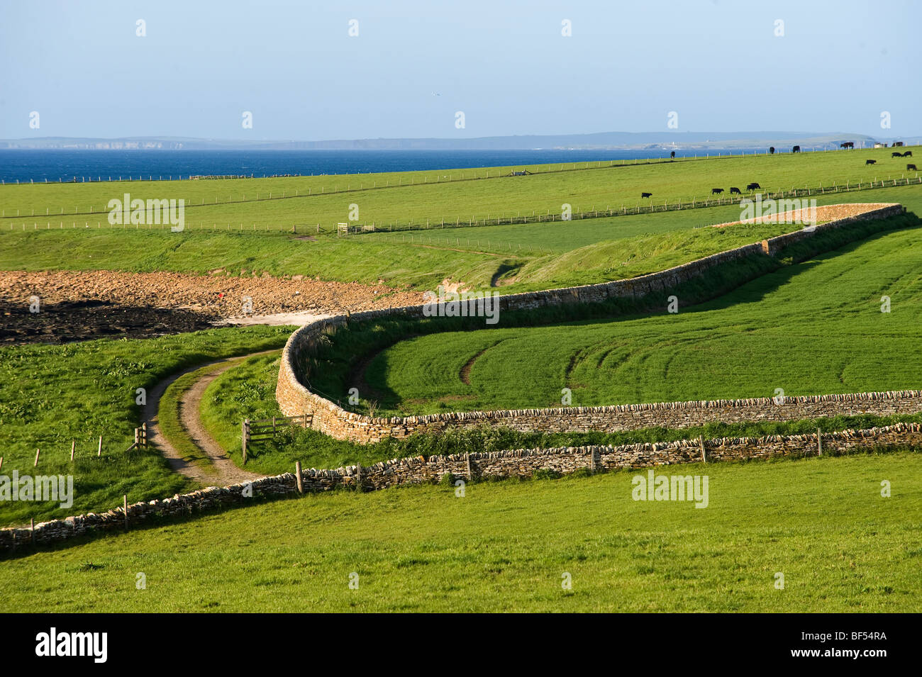 Sheep pastures in Caithness County, Scotland, United Kingdom, Europe ...