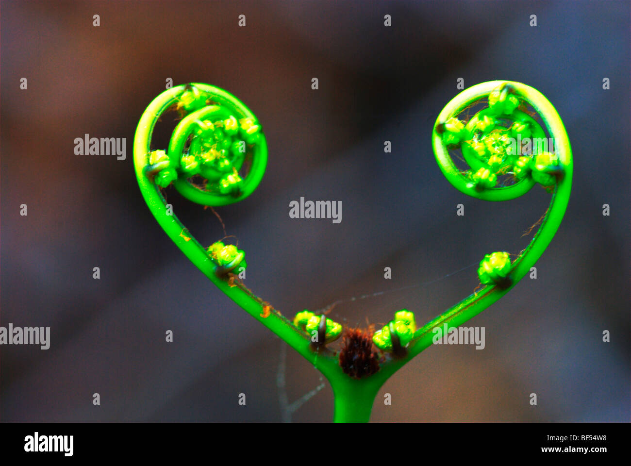 Close-up of a stem of fern, Beijing, China Stock Photo - Alamy