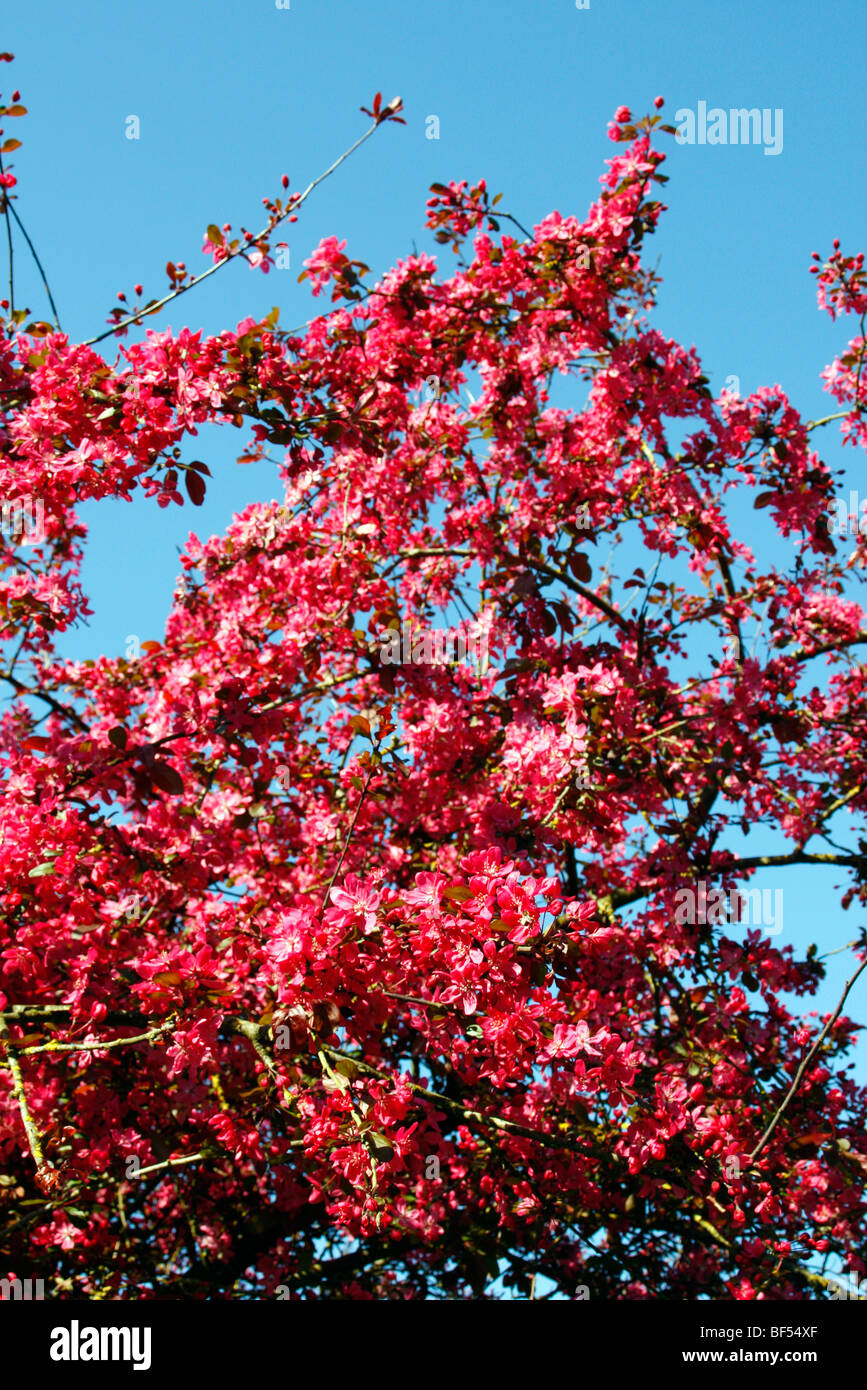 Malus royalty hi-res stock photography and images - Alamy