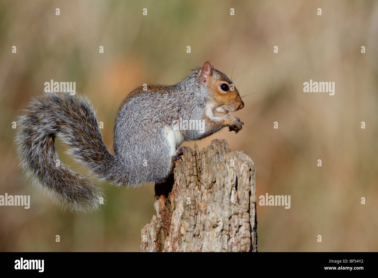 Gray squirrel food hi-res stock photography and images - Alamy