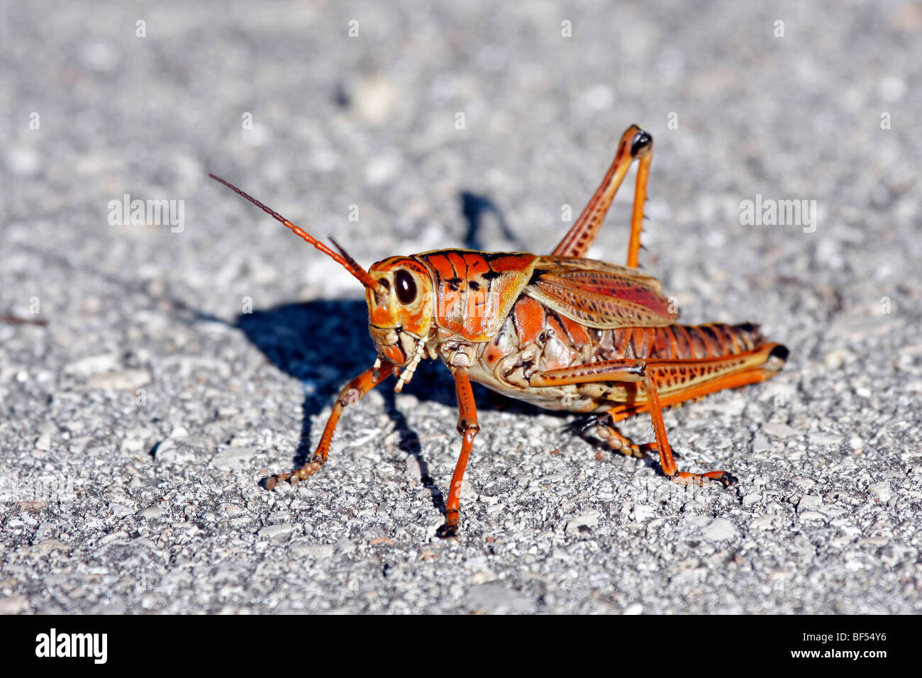 Florida grasshopper hi-res stock photography and images - Alamy