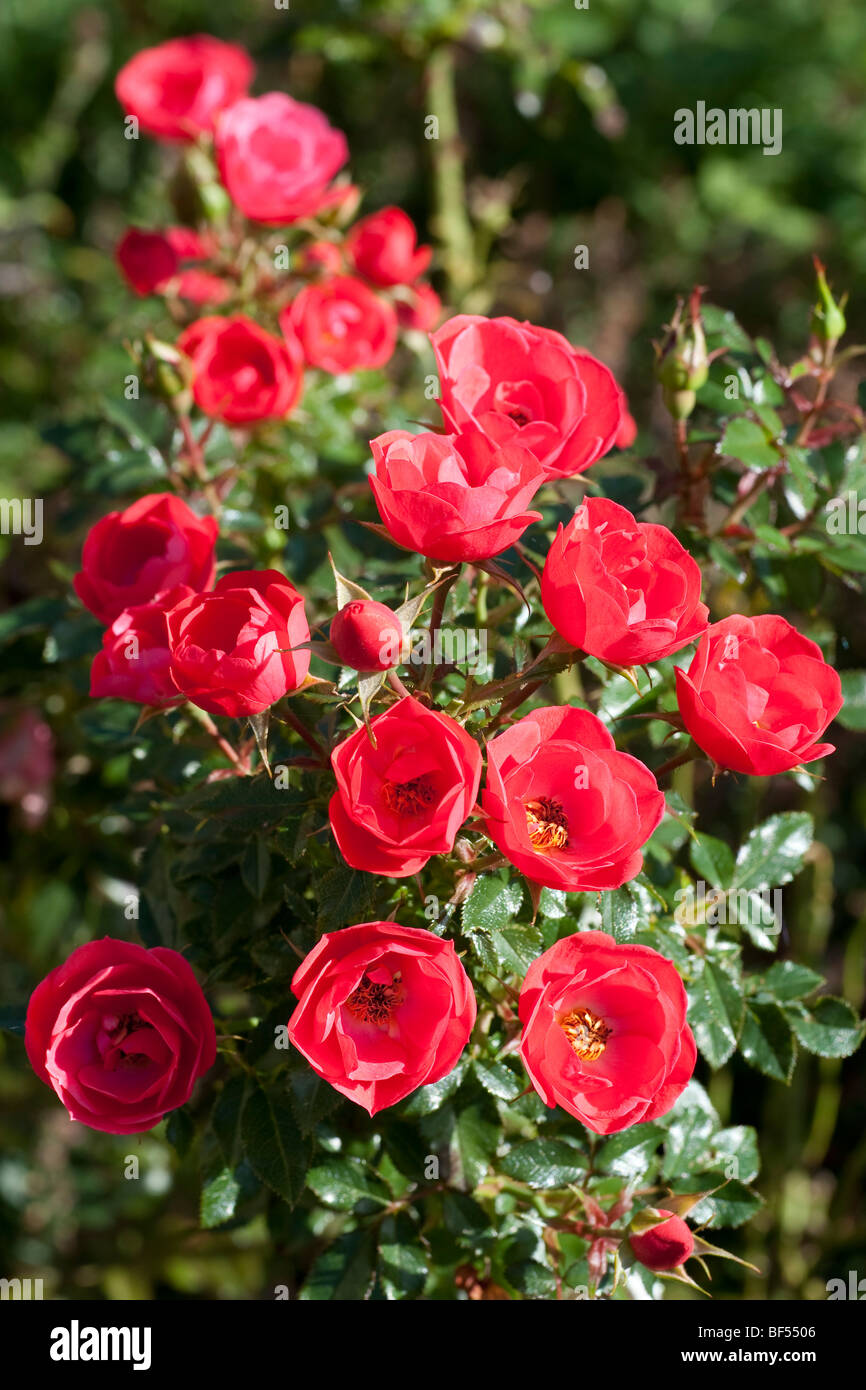 Miniature rose rosa hi-res stock photography and images - Alamy