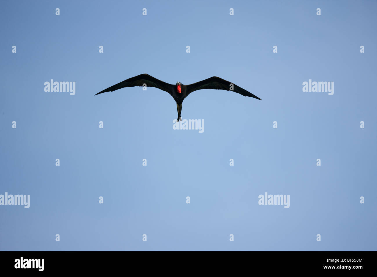 Magnificent Frigatebird (Fregata magnificens), male in flight in clear ...