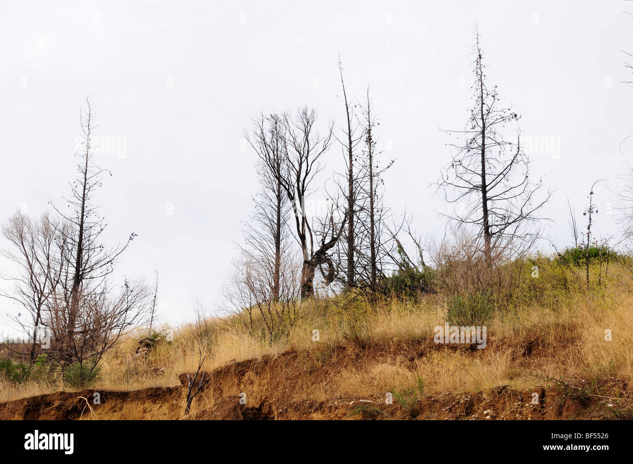 Fire damaged habitats hi-res stock photography and images - Alamy