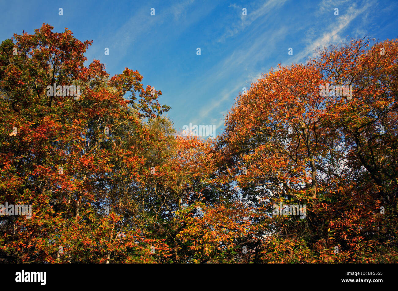 Tree canopy in autumn colour with blue sky at Marsham Heath, Norfolk ...