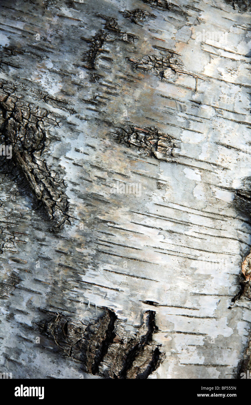 Bark of silver birch tree Betula pendula Stock Photo - Alamy