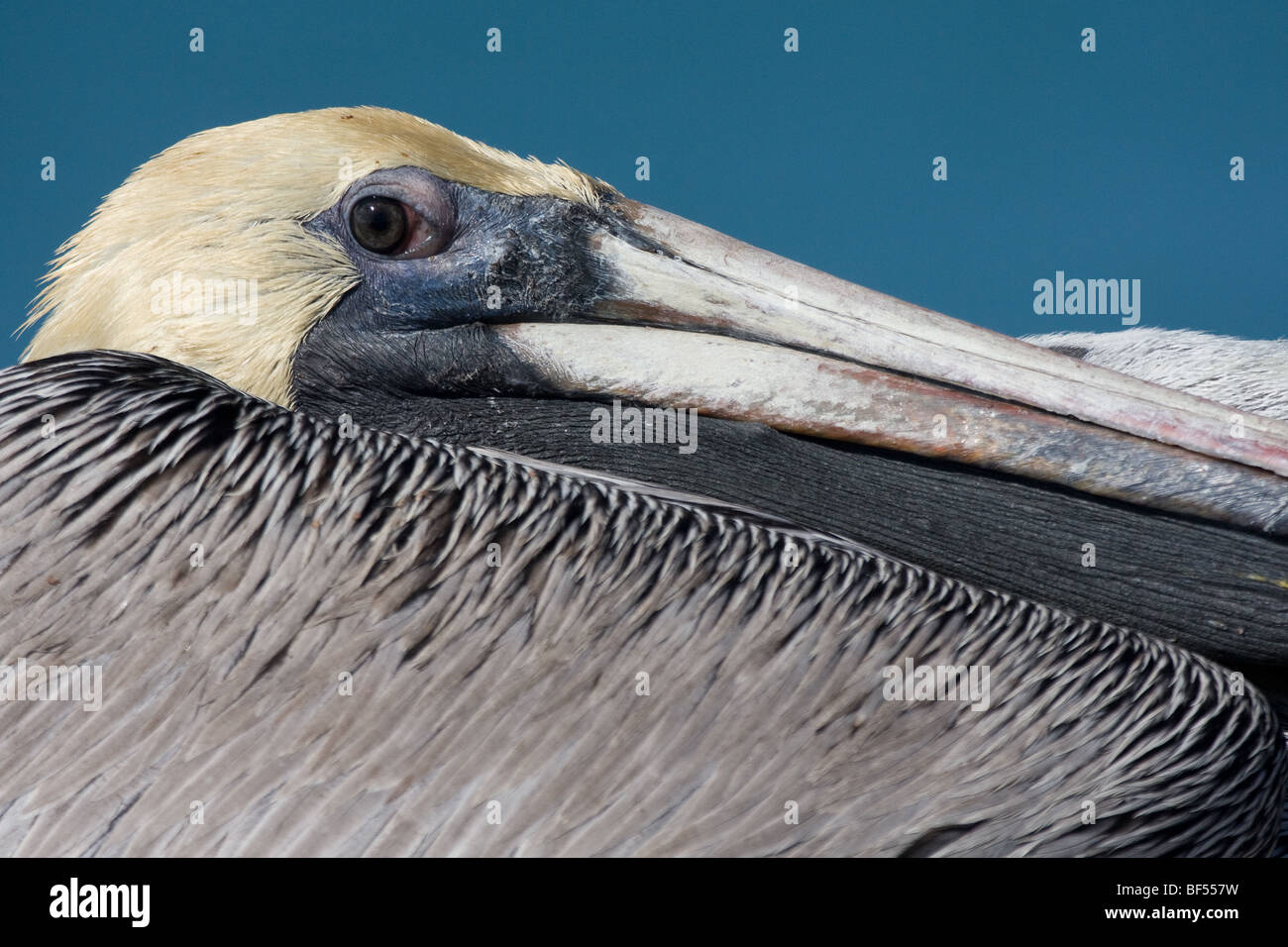 Brown Pelican - Pelicanus occidentalis head detail Stock Photo - Alamy