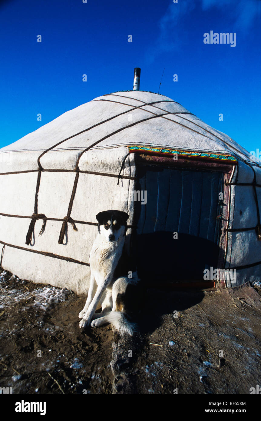 Yurt with dog hi-res stock photography and images - Alamy